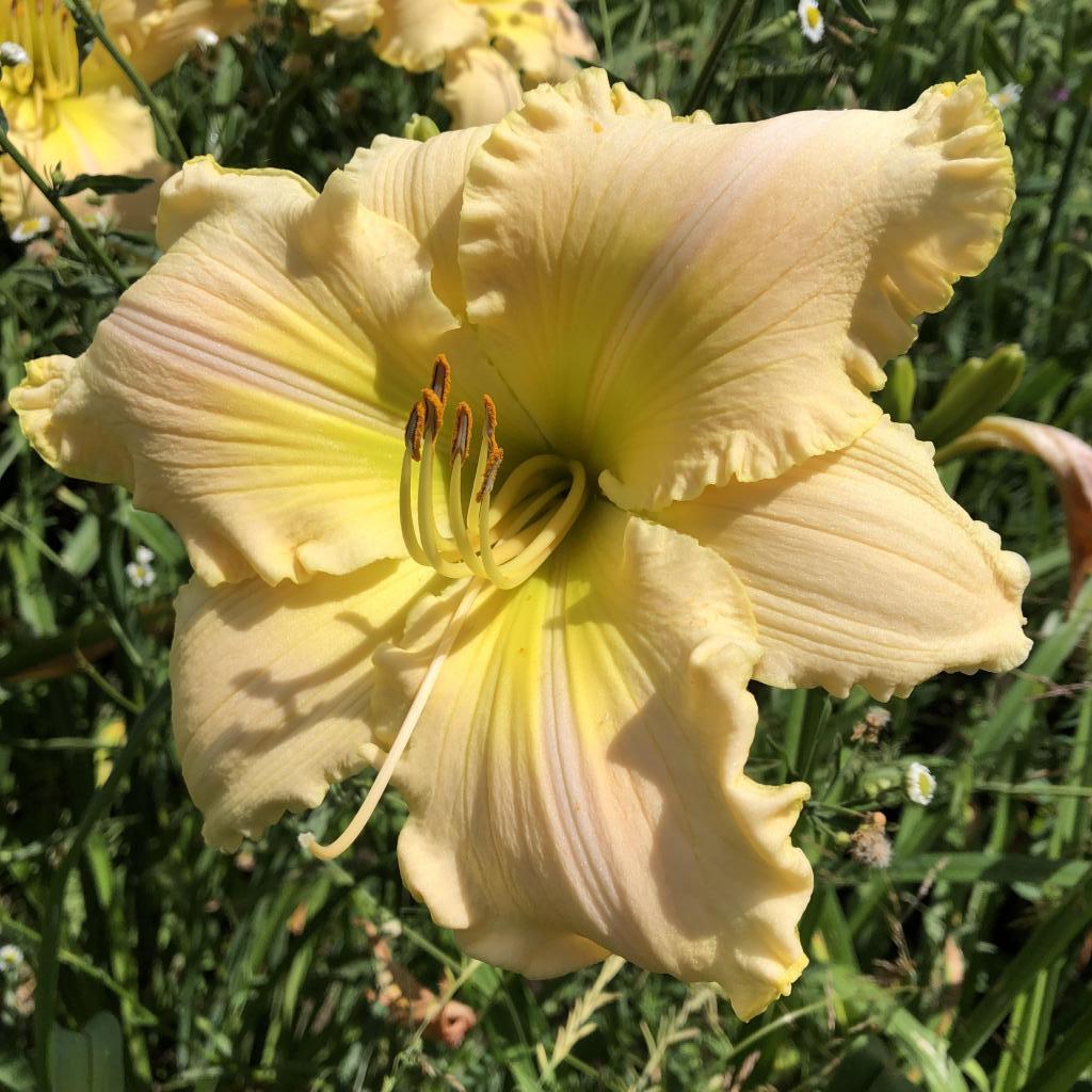 Daylily (Hemerocallis 'Ruth Meyer') in the Daylilies Database - Garden.org