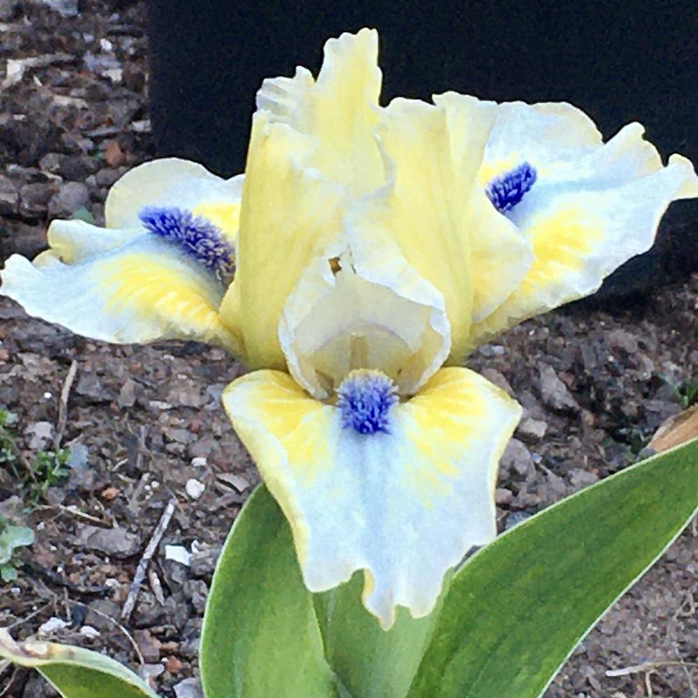 Photo of the bloom of Standard Dwarf Bearded Iris (Iris 'Lemon Twist ...