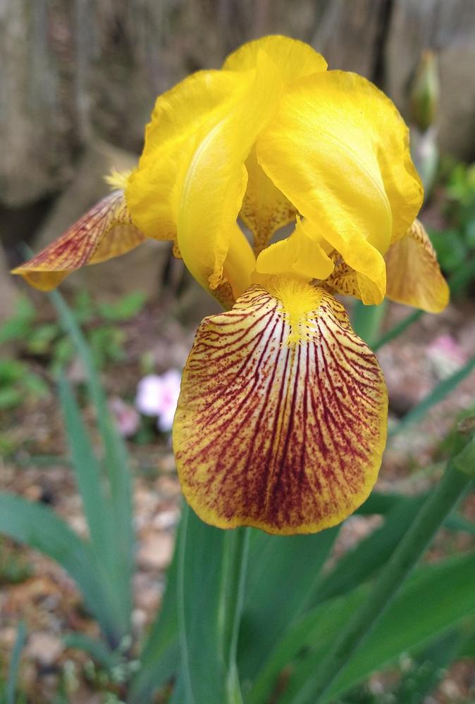 Photo of the bloom of Tall Bearded Iris (Iris 'Sans Souci') posted by ...