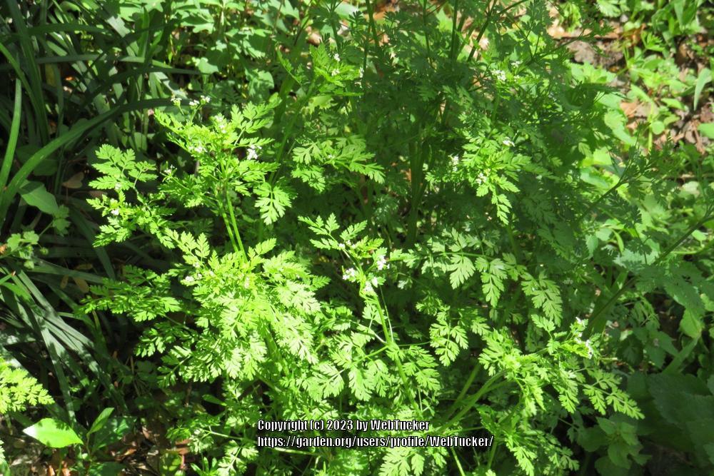 Photo of the entire plant of Southern Chervil (Chaerophyllum ...