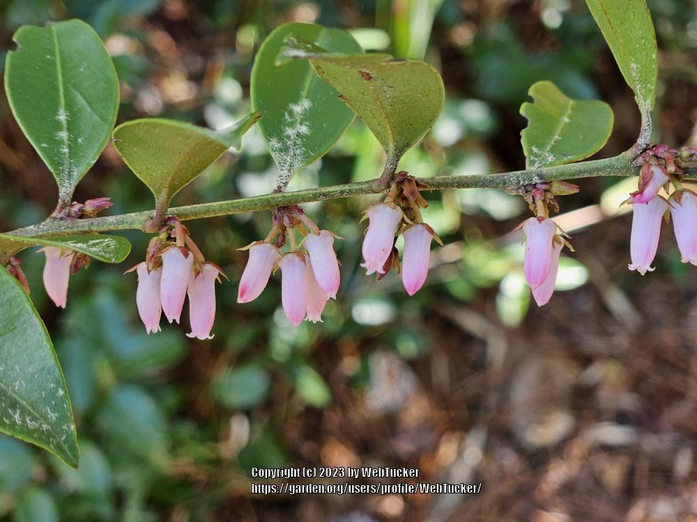 Fetterbush (Lyonia lucida) - Garden.org