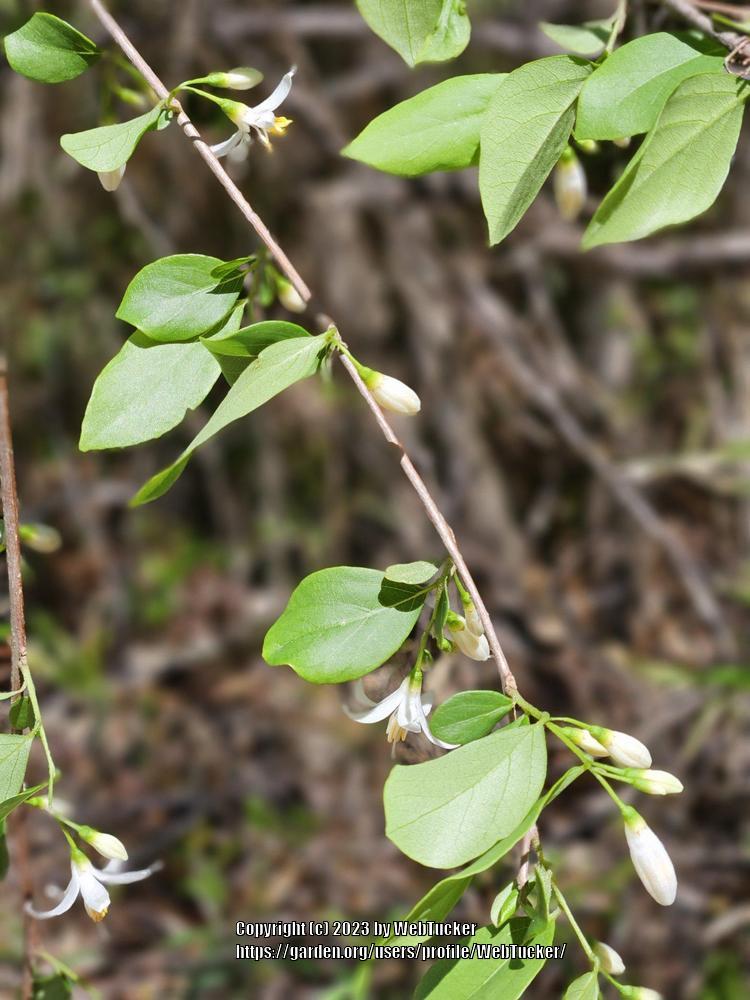 Photo of the leaves of American Snowbells (Styrax americana) posted by ...
