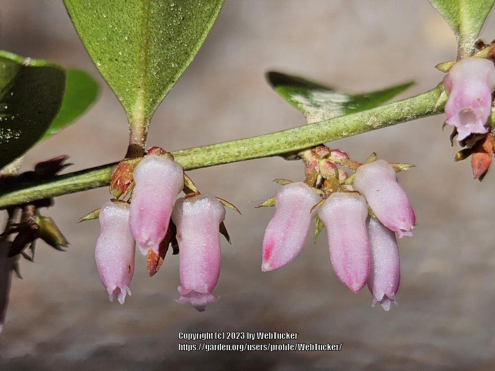 Photo of the bloom of Fetterbush (Lyonia lucida) posted by WebTucker ...
