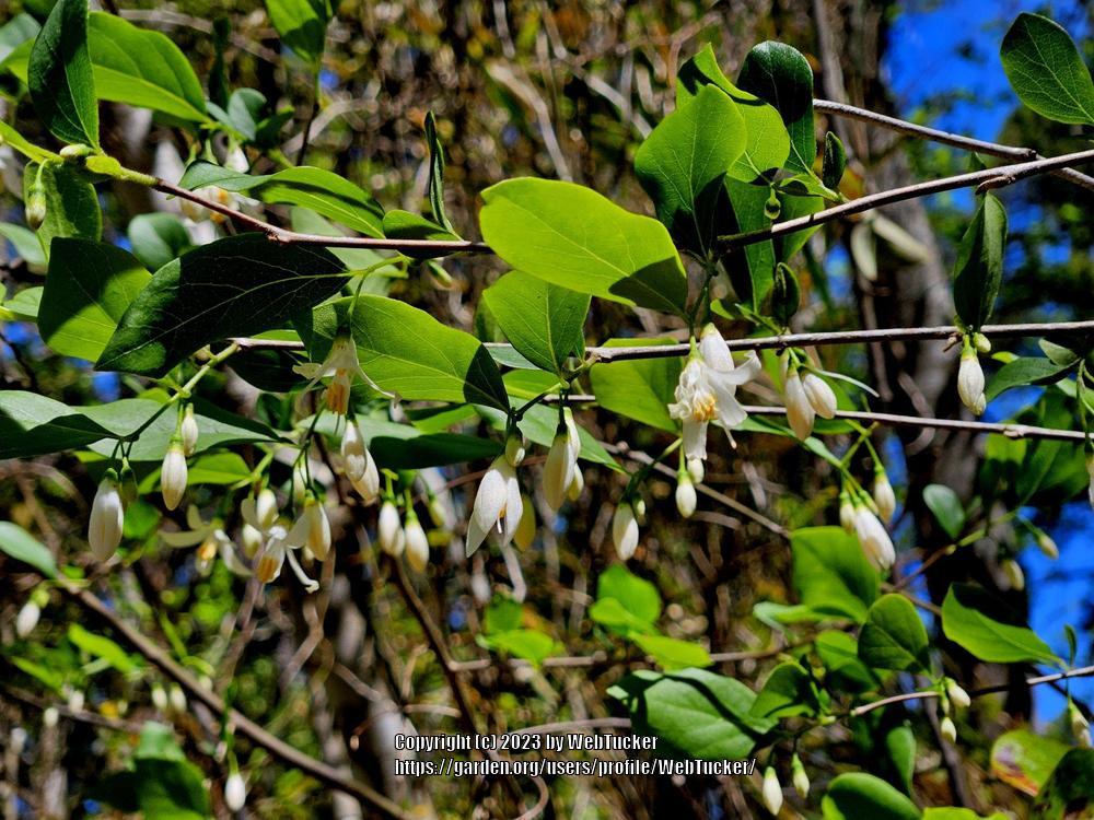 Photo of the bloom of American Snowbells (Styrax americana) posted by ...