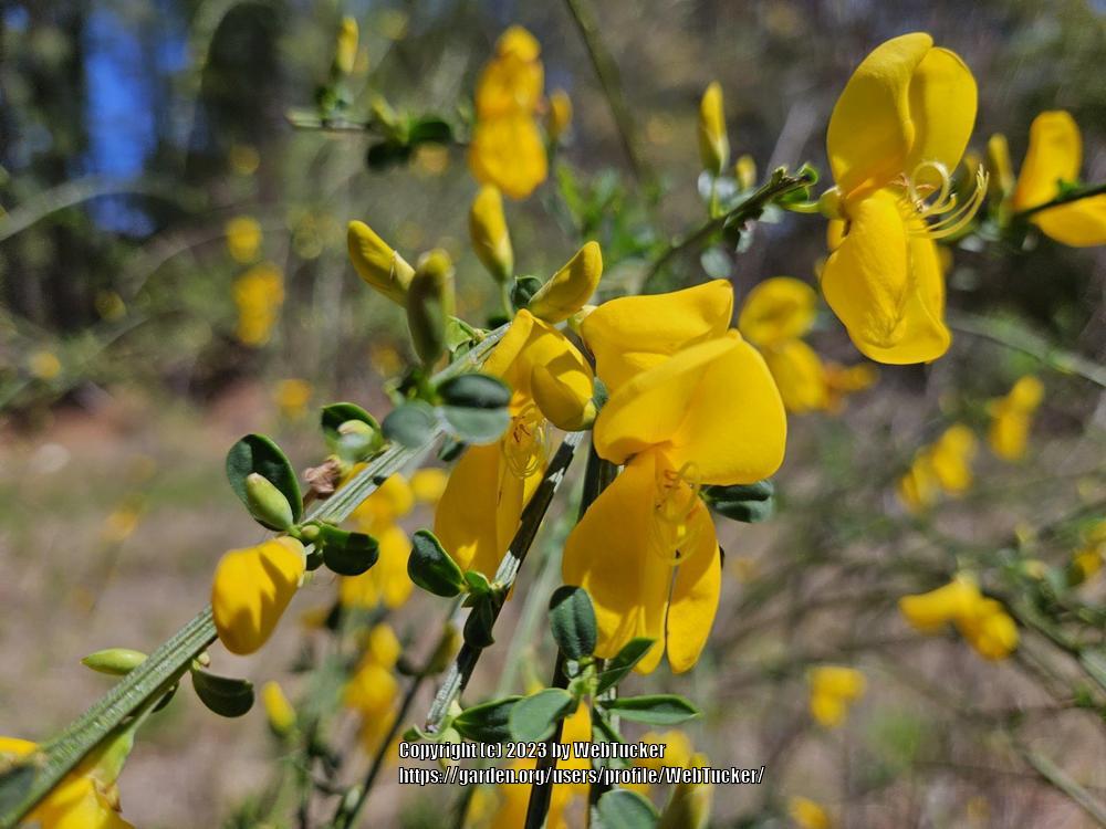 Photo of the bloom of Scotch Broom (Cytisus scoparius) posted by ...