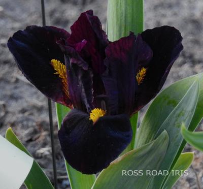 Photo of the bloom of Standard Dwarf Bearded Iris (Iris 'Luck the ...