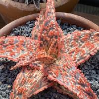 Aloe 'Crimson Dragon' in the Aloes Database - Garden.org