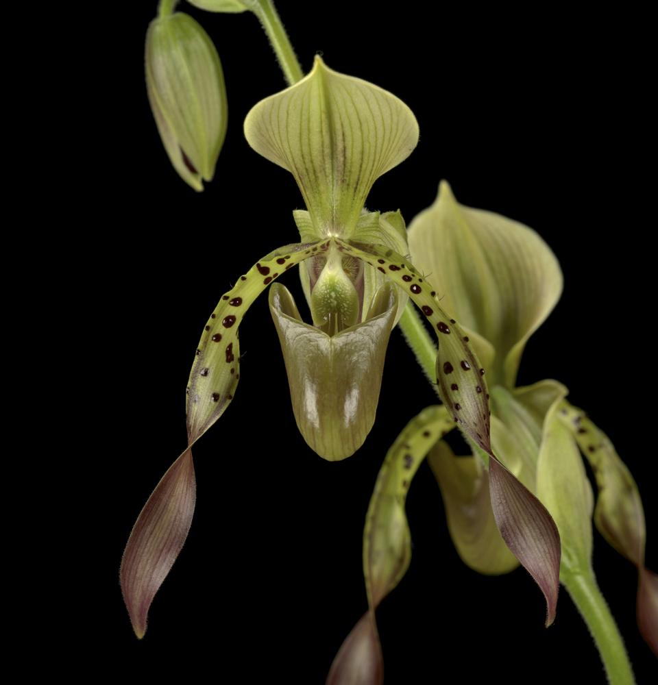Slipper Orchid (Paphiopedilum Robinianum) - Garden.org