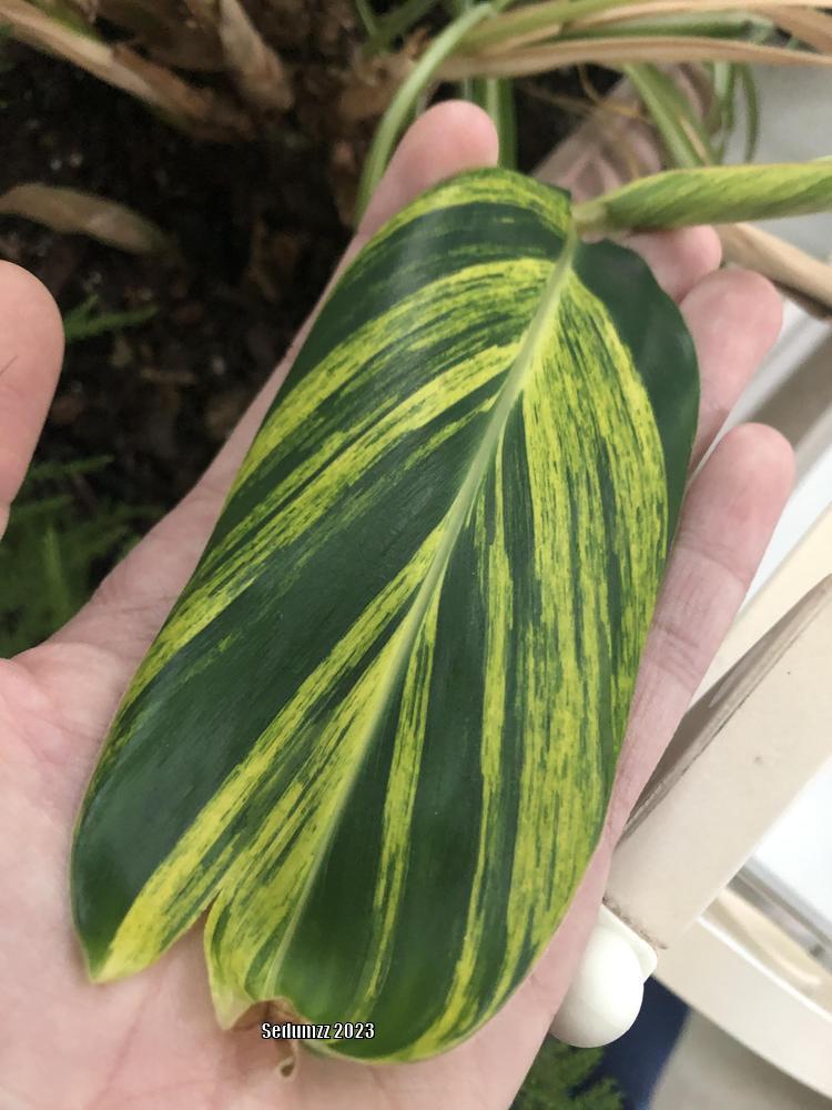 Photo of the leaves of Variegated Shell Ginger (Alpinia zerumbet ...