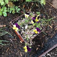 Photo of the entire plant of Viola Endurio™ Blue Yellow with Purple ...