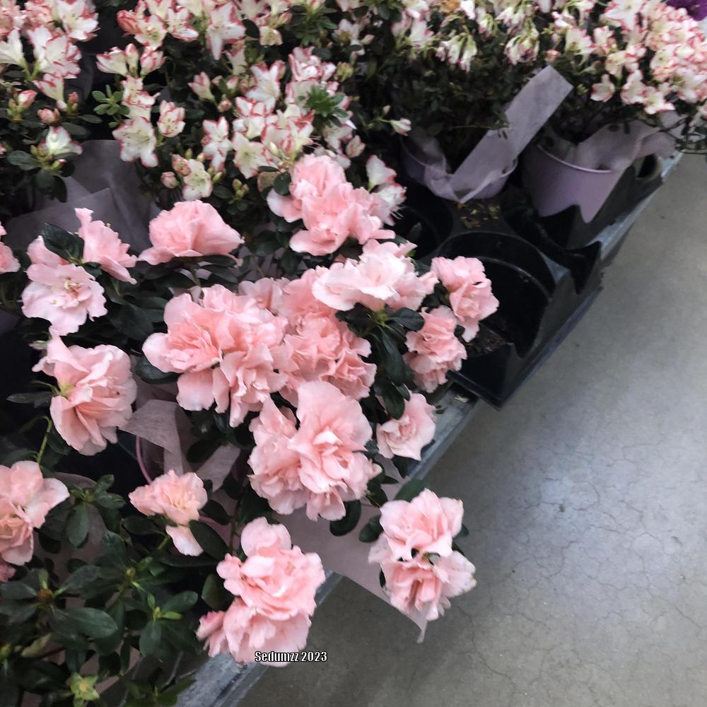 Azalea (Rhododendron simsii 'Christine Matton') in the Rhododendrons ...