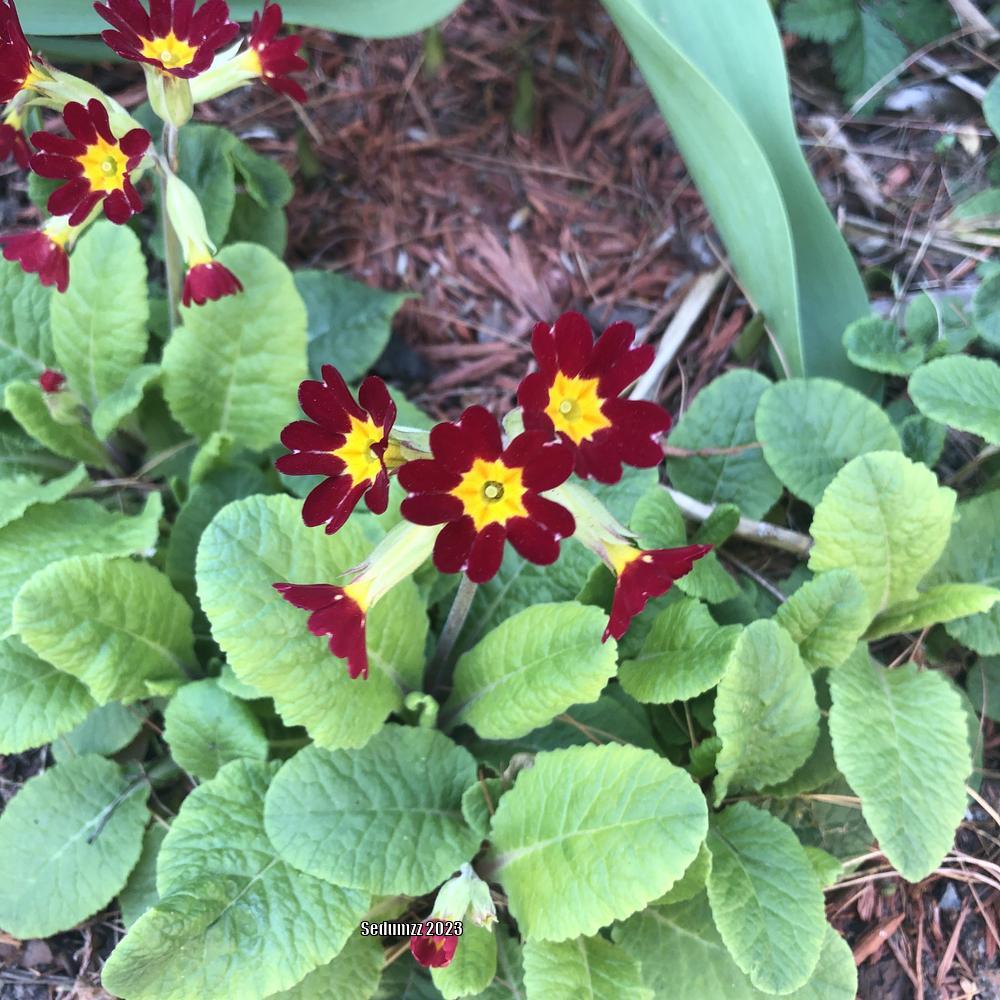 Photo of the bloom of Primrose (Primula veris 'Sunset Shades') posted ...