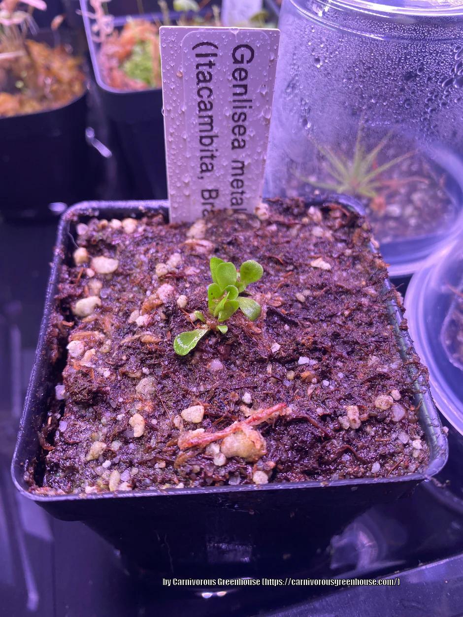 Photo of the entire plant of Genlisea metallica posted by sedumzz ...