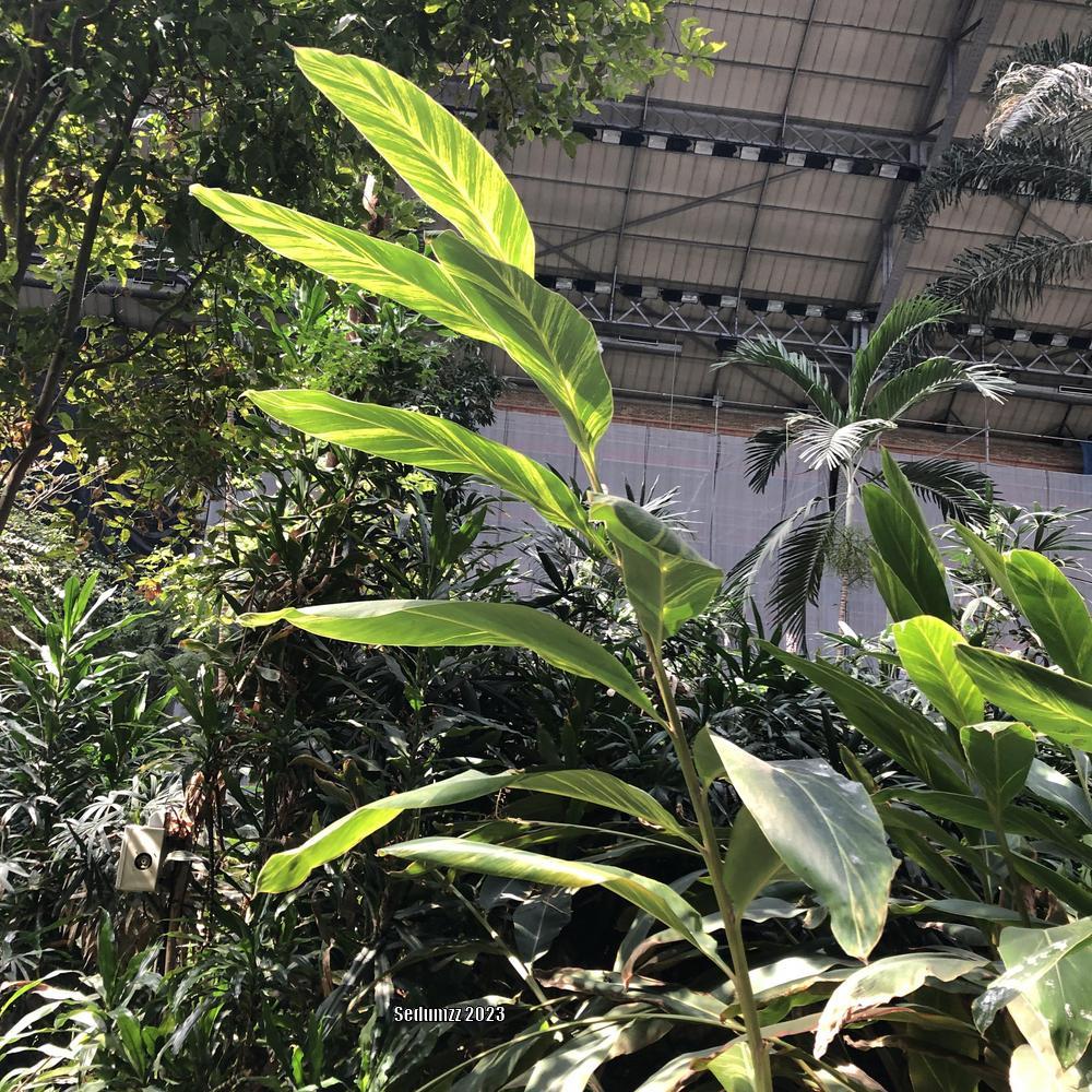 Photo of the entire plant of Variegated Shell Ginger (Alpinia zerumbet ...