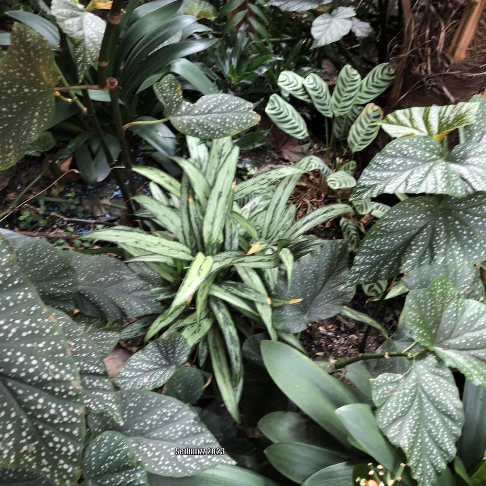 Photo of the entire plant of Chinese Evergreen (Aglaonema Cutlass ...