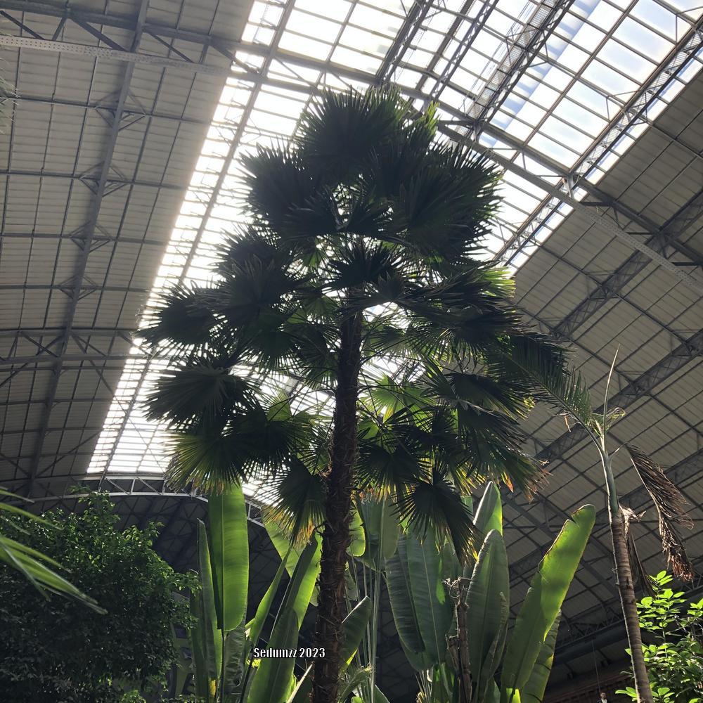 Photo of the entire plant of Chinese Windmill Palm (Trachycarpus ...