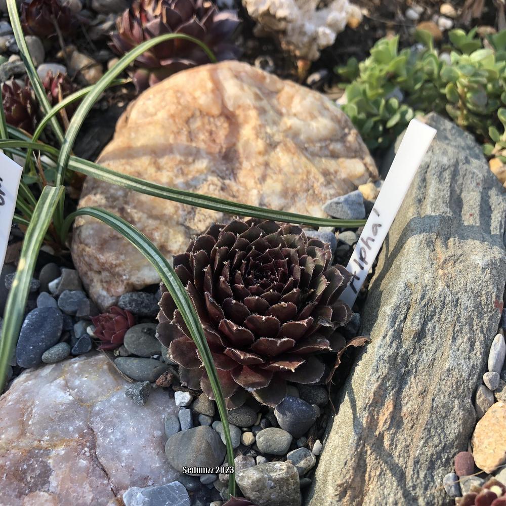 Photo of the entire plant of Hen and Chicks (Sempervivum 'Alpha ...