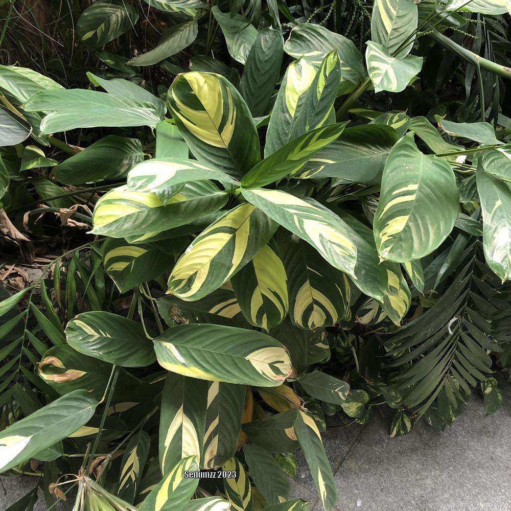 Photo of the entire plant of Never-Never Plant (Ctenanthe lubbersiana ...