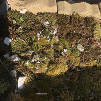 Photo of the entire plant of Bluets (Houstonia caerulea) posted by ...