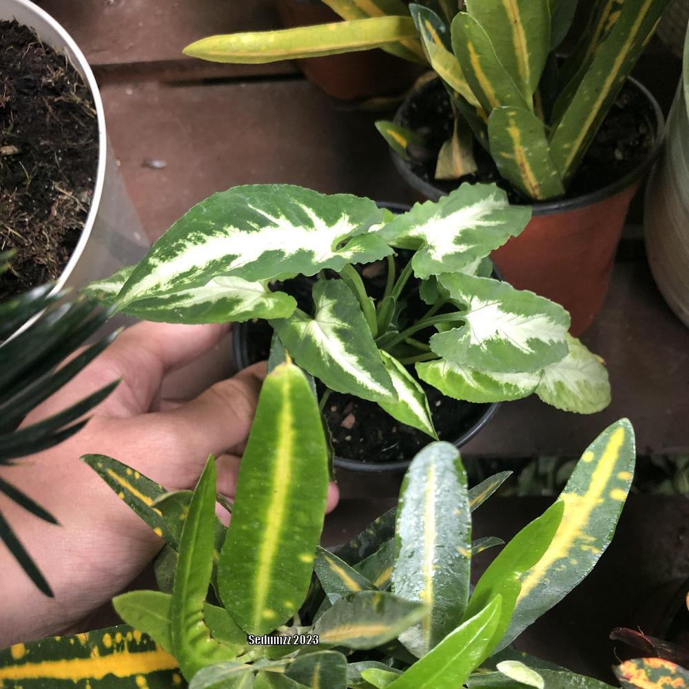 Photo of the entire plant of Arrowhead Vine (Syngonium wendlandii ...