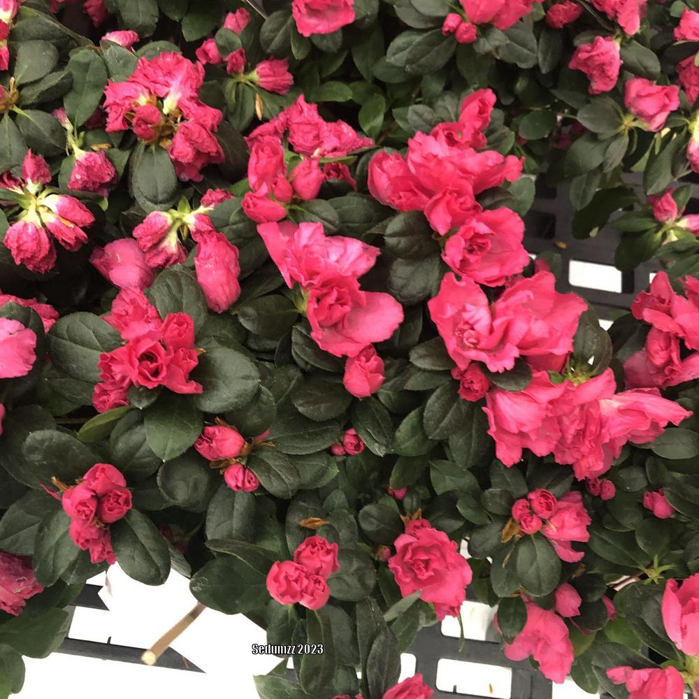 Rhododendron (Rhododendron simsii 'Otto') in the Rhododendrons Database ...