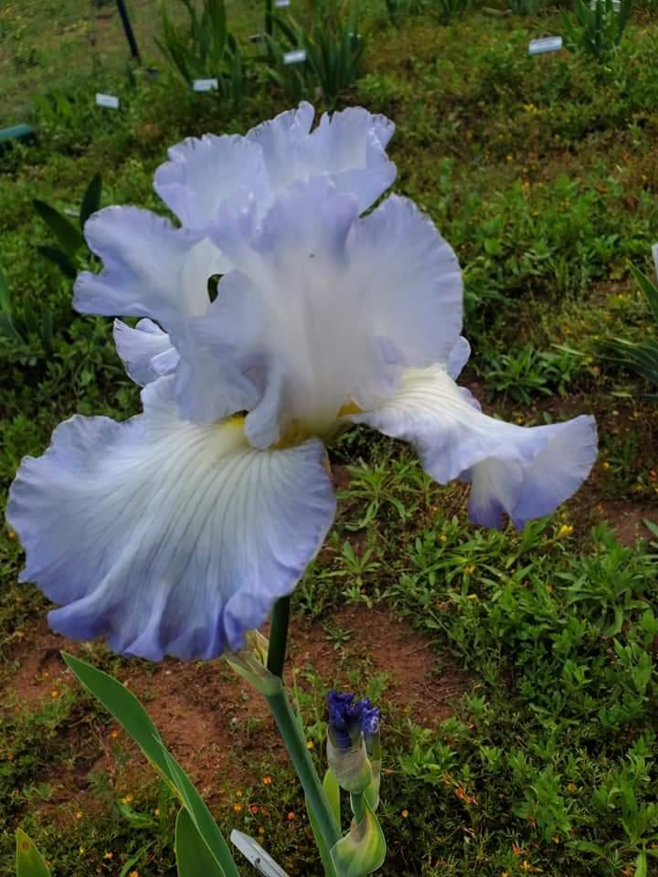 Photo of the bloom of Tall Bearded Iris (Iris 'Stan Coates') posted by ...