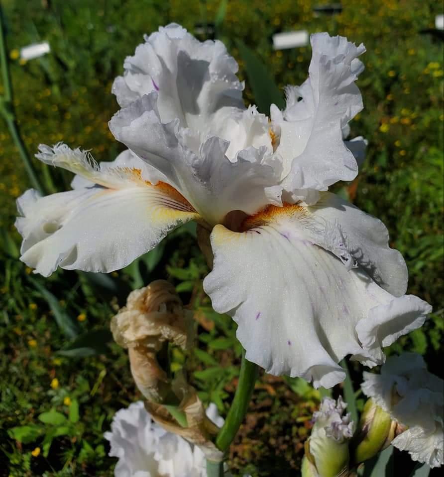 Photo of the bloom of Tall Bearded Iris (Iris 'Spring Starter') posted ...