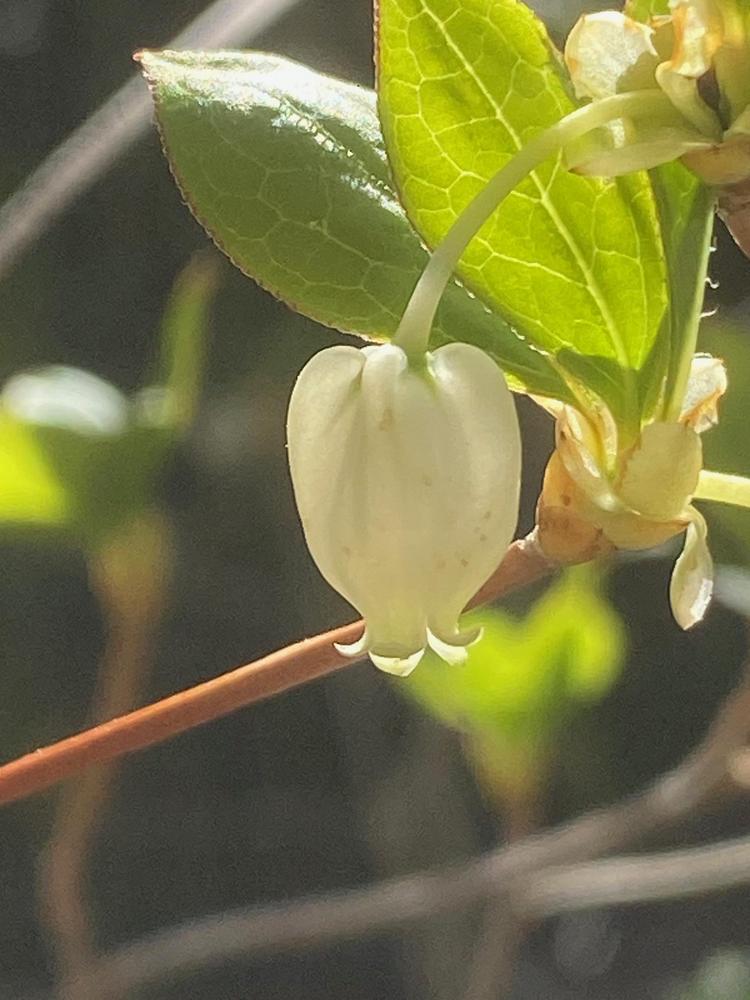 Photo of the bloom of White Enkianthus (Enkianthus perulatus) posted by ...