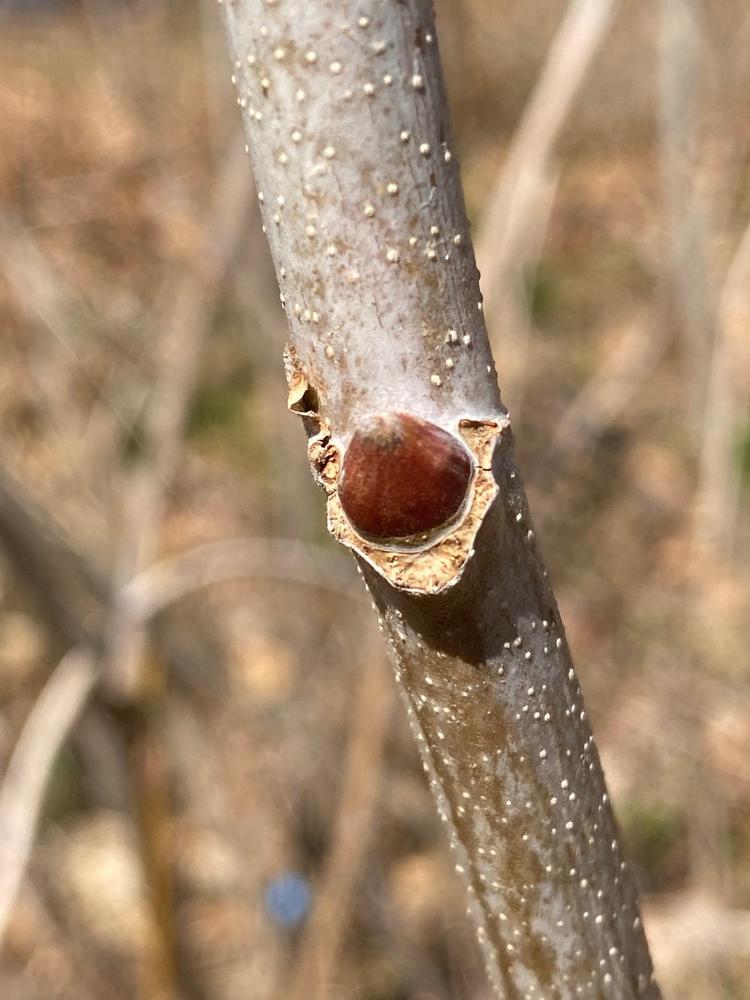 Will a sycamore tree grow suckers/root sprouts etc if cut down, or just ...