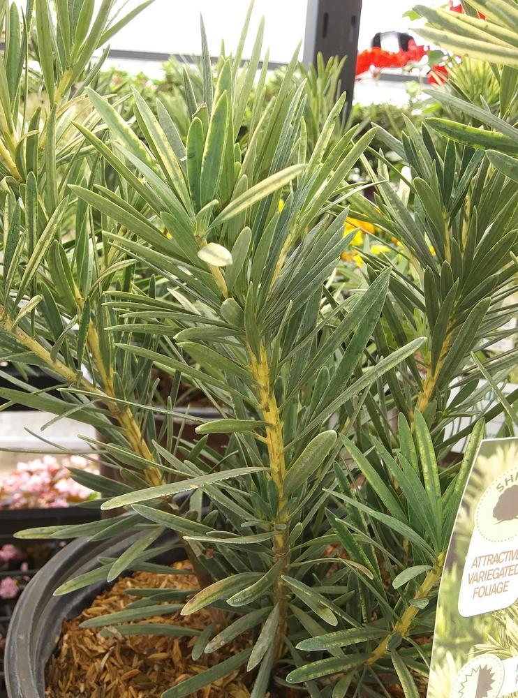 Photo of the leaves of Buddhist Pine (Podocarpus macrophyllus Roman ...