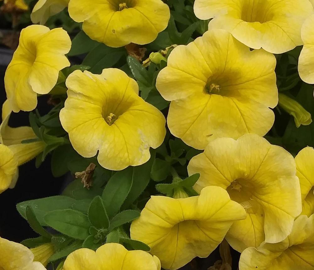 Photo of the bloom of Calibrachoas (Calibrachoa) posted by purpleinopp ...