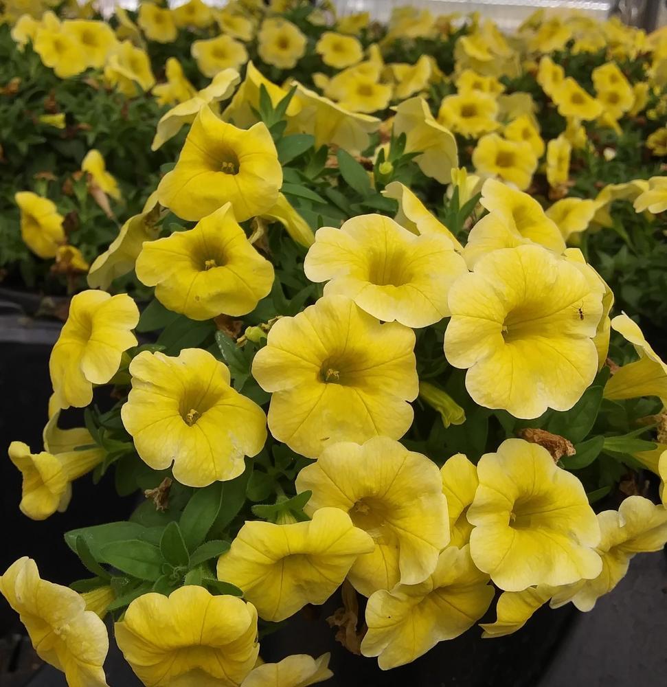 Photo of the entire plant of Calibrachoas (Calibrachoa) posted by ...