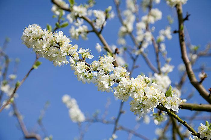 European Plum (Prunus domestica 'Avalon') in the Plums Database ...