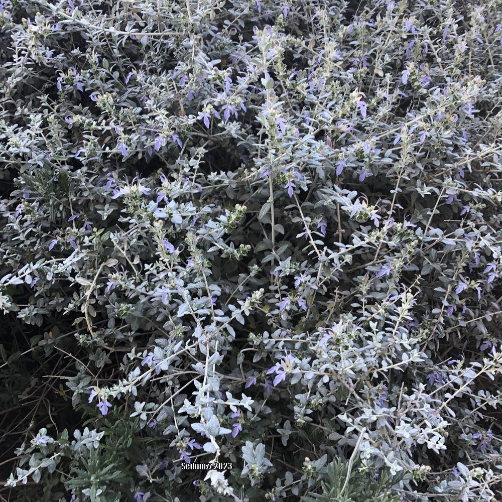 Photo of the entire plant of Shrubby Germander (Teucrium fruticans ...