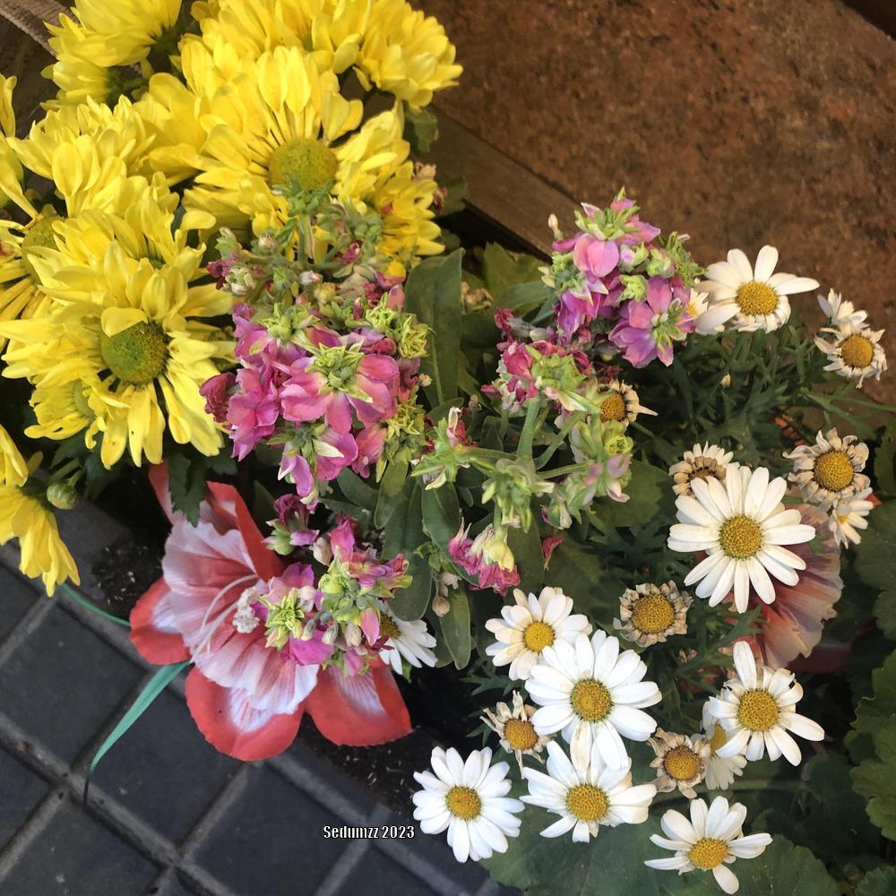 Photo of the entire plant of Stock (Matthiola incana Mathilda™ Antique ...