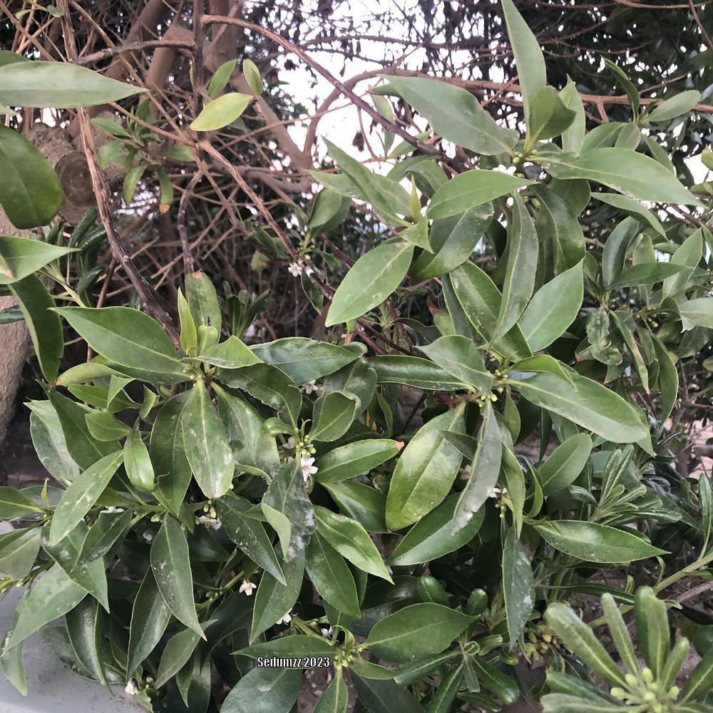 Photo of the entire plant of Ngaio Tree (Myoporum laetum) posted by ...