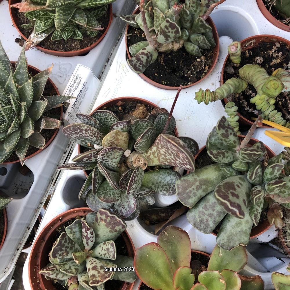 Photo of the entire plant of Calico Hearts (Adromischus trigynus ...