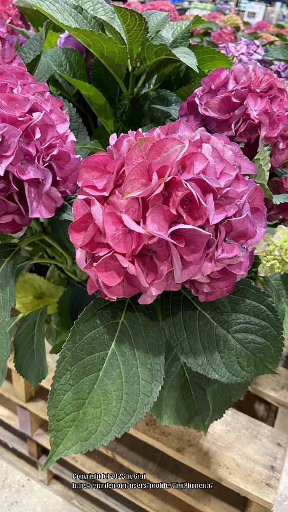 Hydrangea (Hydrangea macrophylla Tuxedo® Pink) in the Hydrangeas ...
