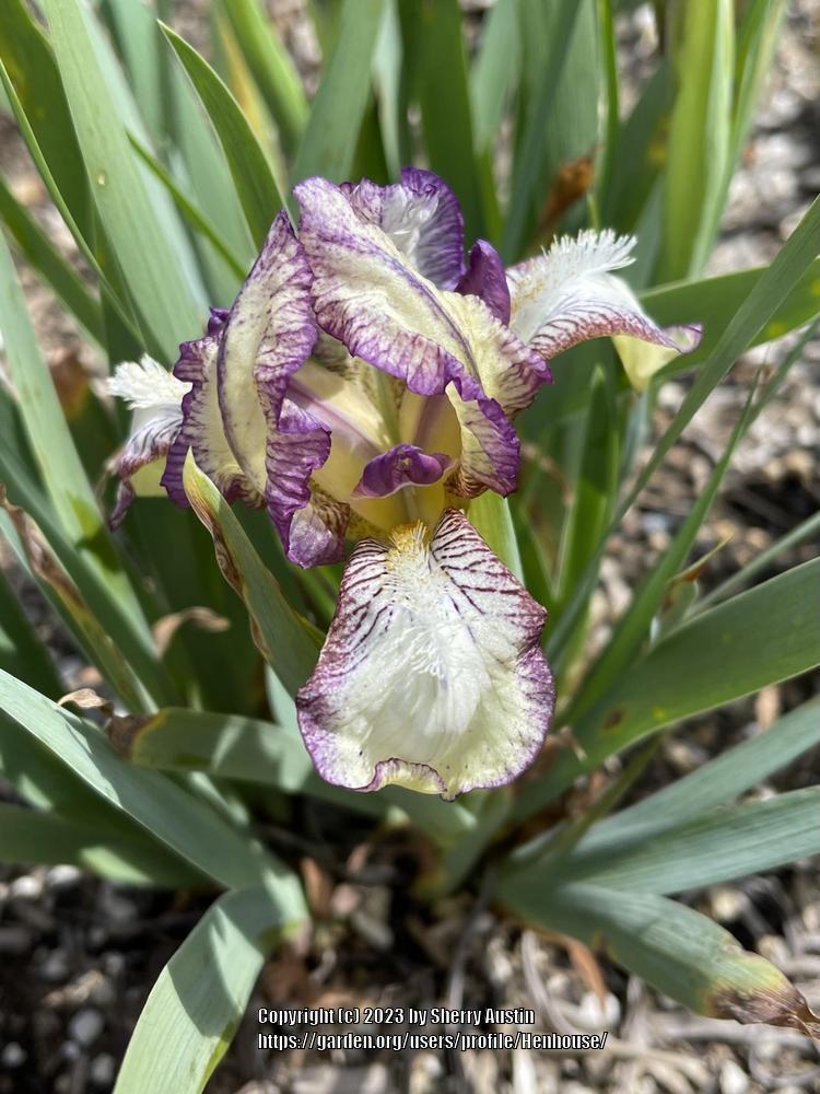 Standard Dwarf Bearded Iris (Iris 'Wee Reggie') in the Irises Database - Garden.org