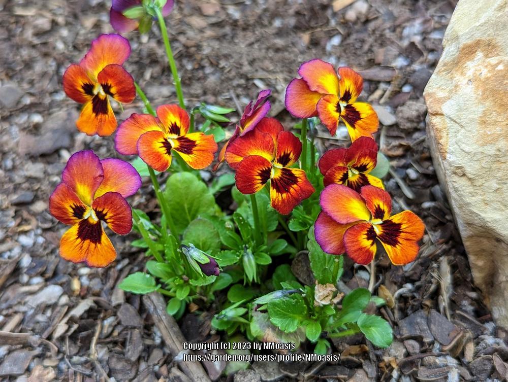 Photo of the entire plant of Horned Violet (Viola cornuta Sorbet™ Fire ...