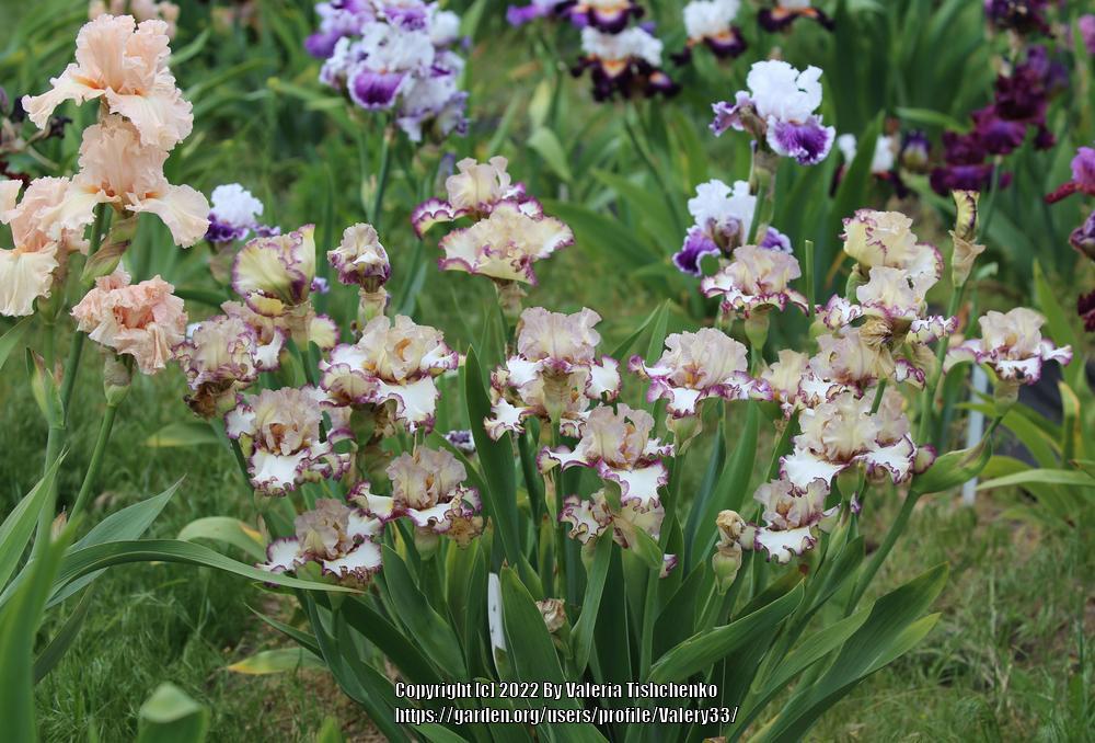 Photo of the bloom of Tall Bearded Iris (Iris 'Cloud Gate') posted by ...