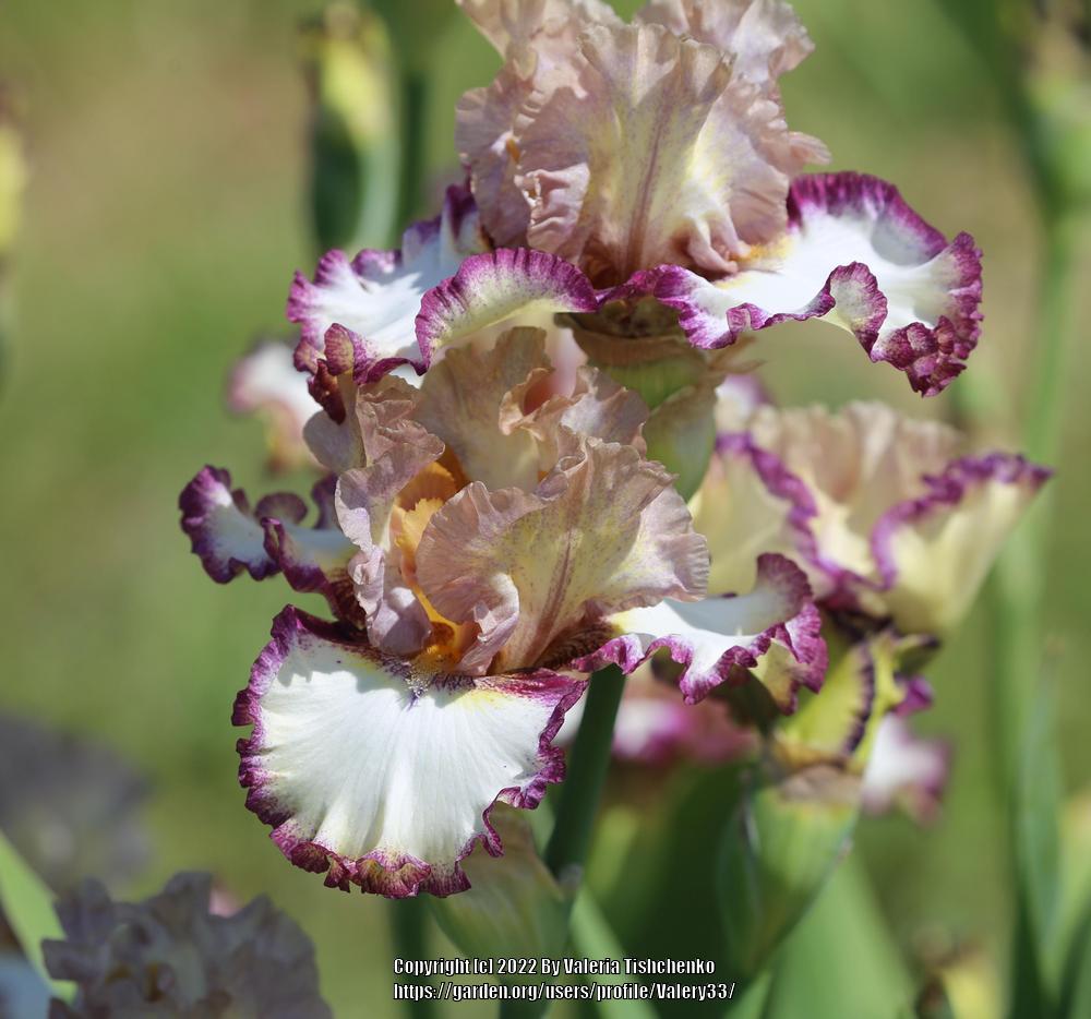 Photo of the bloom of Tall Bearded Iris (Iris 'Cloud Gate') posted by ...