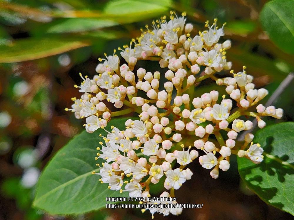 Witherod Viburnum (Viburnum nudum var. cassinoides) in the Viburnums ...