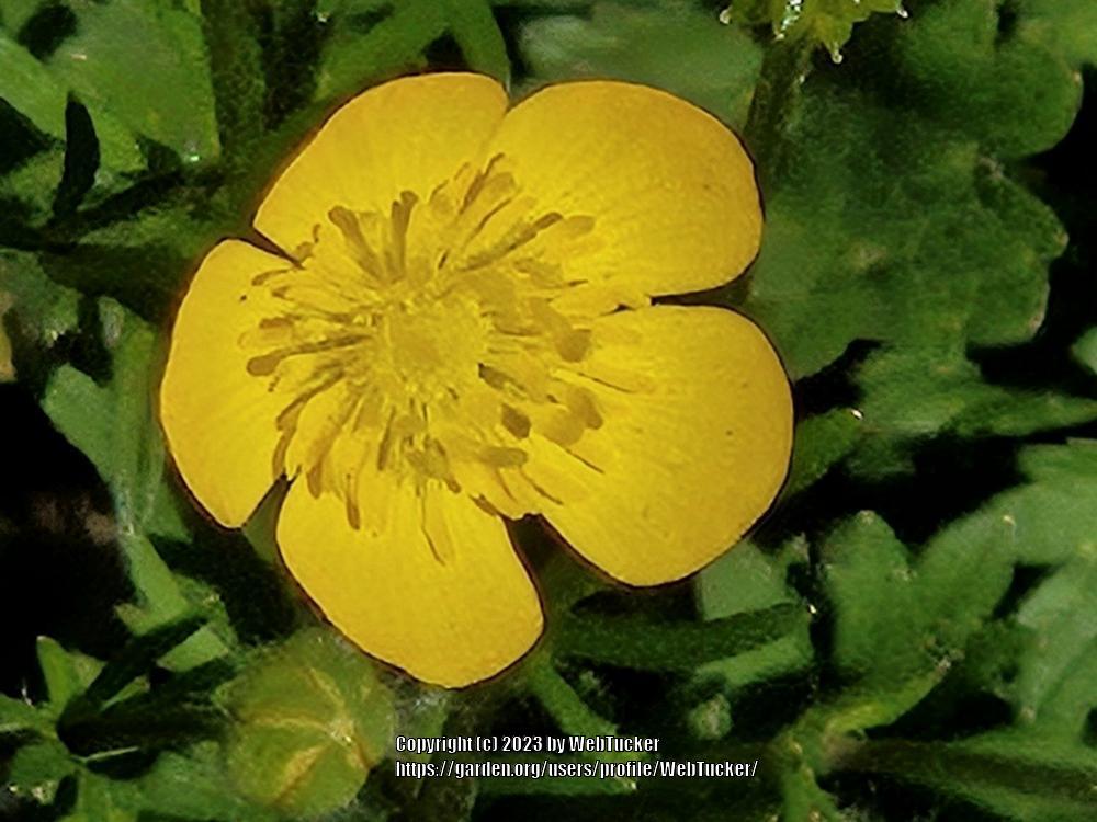 Photo of the stamens, filaments and pistils of Hairy Buttercup ...