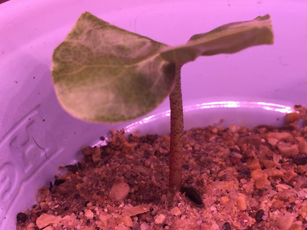 Photo of the seedling or young plant of Cotton (Gossypium hirsutum ...