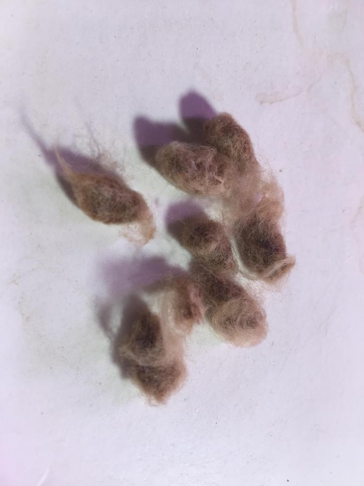Photo of the seeds of Cotton (Gossypium 'Mississippi Brown') posted by ...