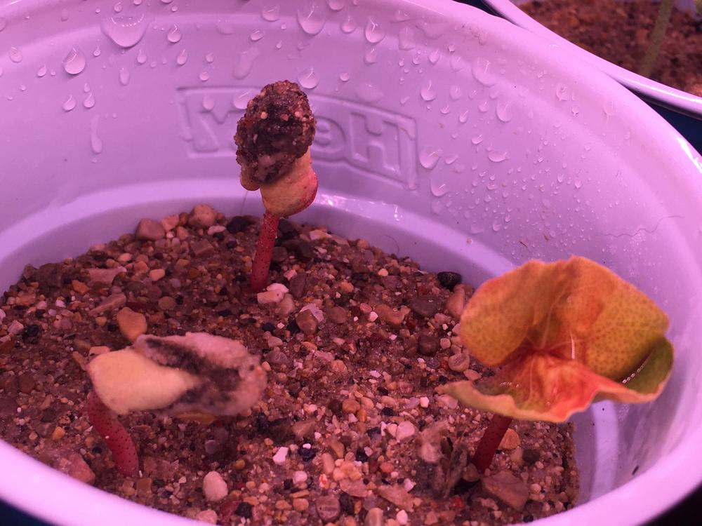 Photo of the seedling or young plant of Cotton (Gossypium 'Albe Red ...