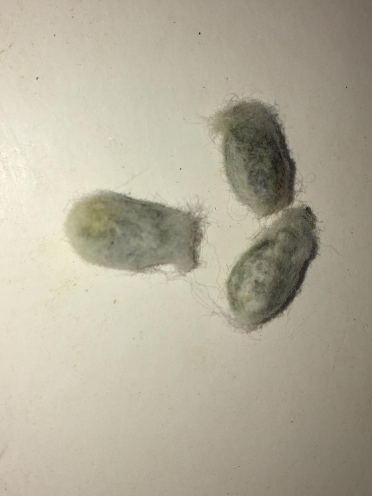 Photo of the seeds of Cotton (Gossypium 'Albe Red Variegated') posted ...