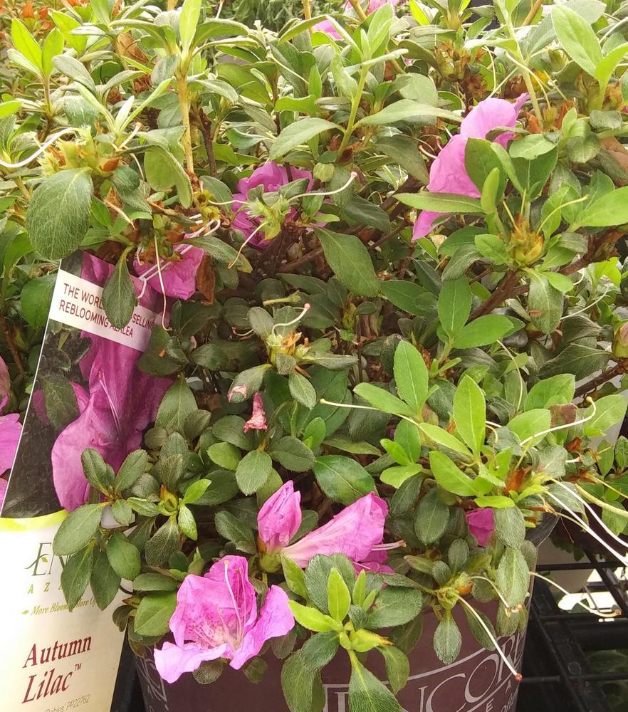 Azalea (Rhododendron Encore® Autumn Lilac®) in the Rhododendrons ...