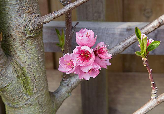 Photo of the stem, scape, stalk or bark of Peach (Prunus persica ...